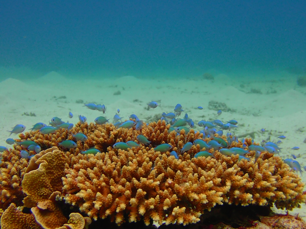 るんるん♪FUNダイビング♪ | シーマックスダイビングクラブ沖縄